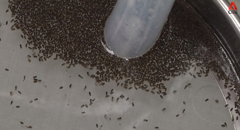 New facility to produce up to 5 million Wolbachia mosquitoes weekly in ...